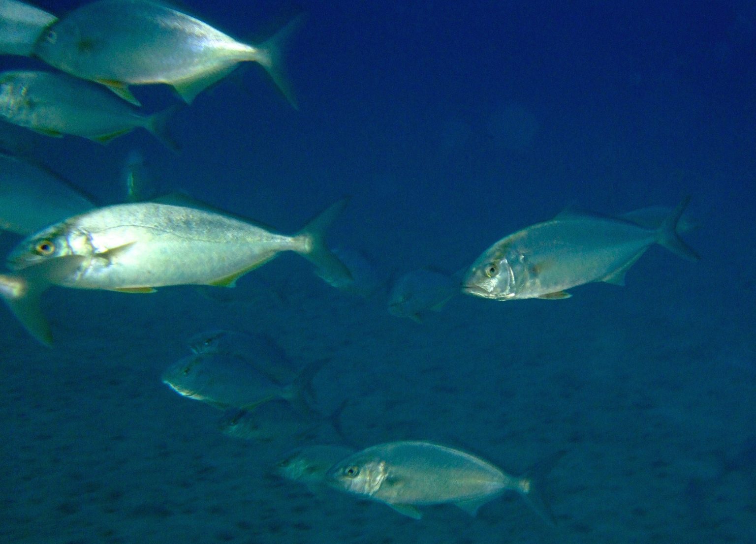 Jacks – Amberjack – Sea Stuff