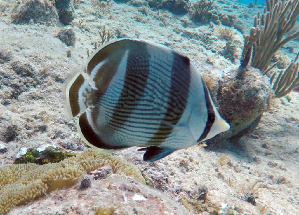 Butterflyfish – Banded butterflyfish – Sea Stuff
