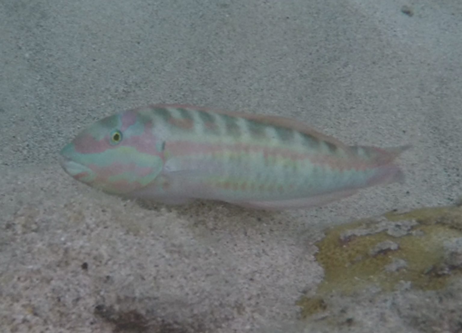 Wrasse – Beautiful wrasse – Sea Stuff