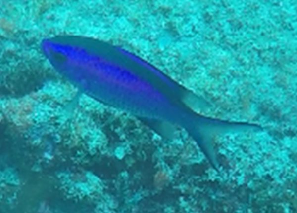 Chromis – Blue chromis – Sea Stuff