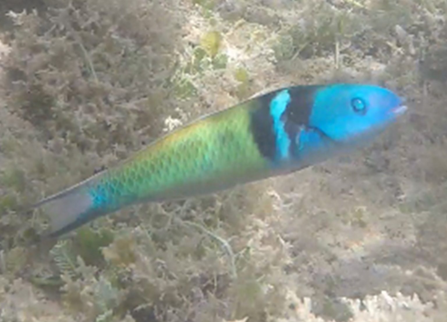 Wrasse – Blue headed wrasse – Sea Stuff