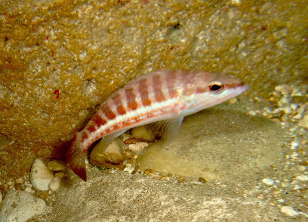 Combers – Comber – Sea Stuff