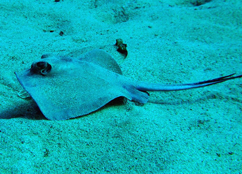 Rays – Common stingray – Sea Stuff