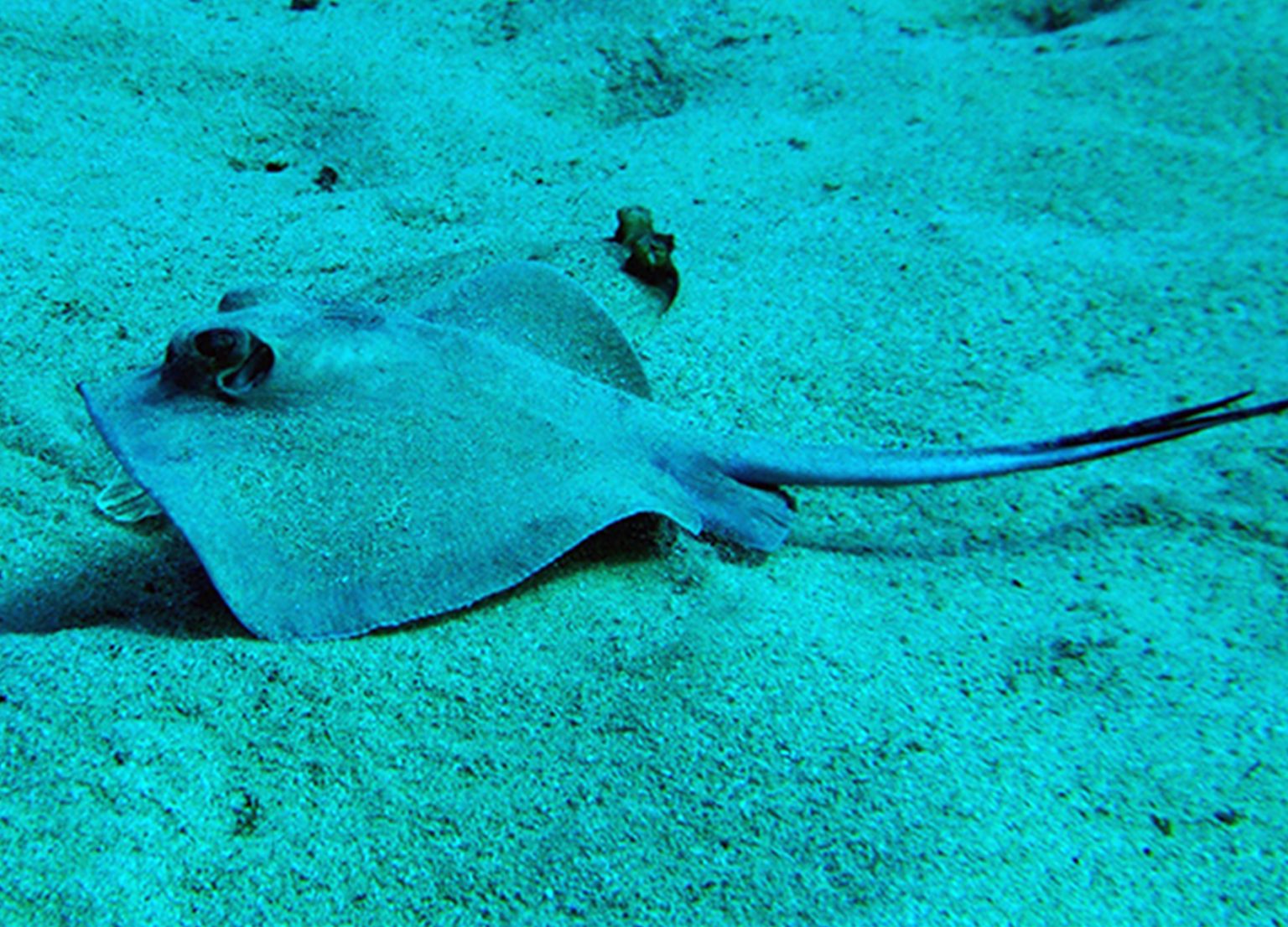Rays – Common stingray – Sea Stuff