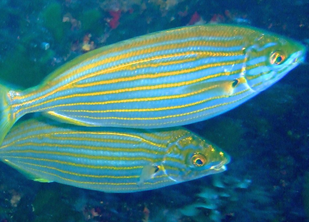 Bream – Cow bream – Sea Stuff