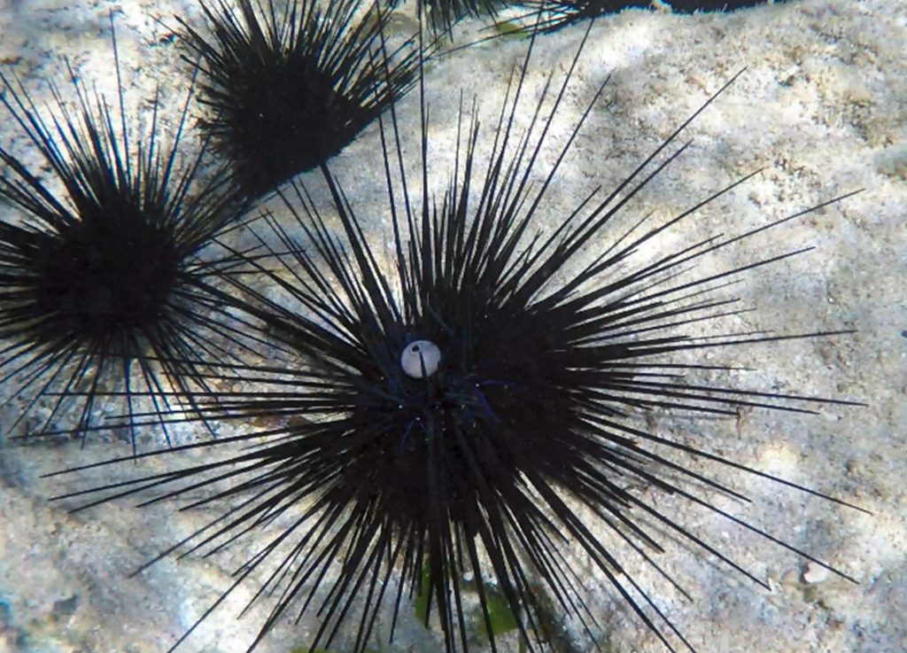 Sea urchins – Diadema (Antigua) – Sea Stuff