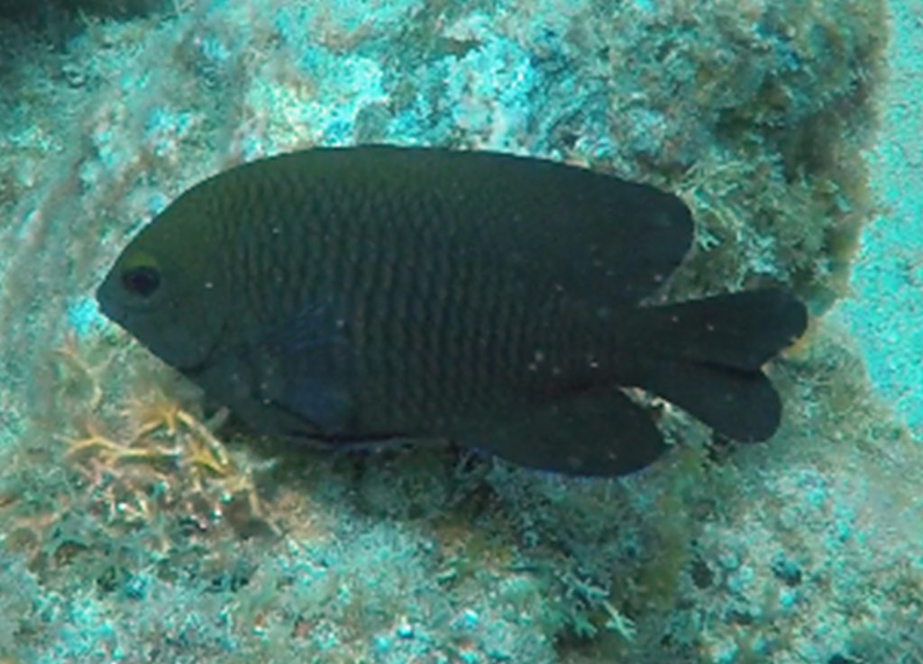 Damselfish – Dusky damselfish – Sea Stuff