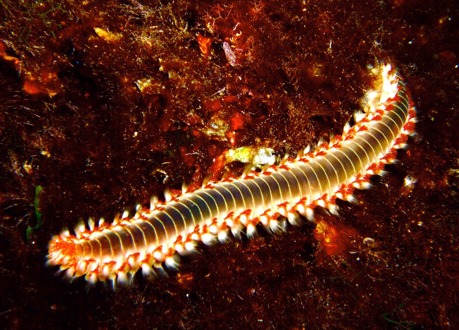 Fire worm – Sea Stuff