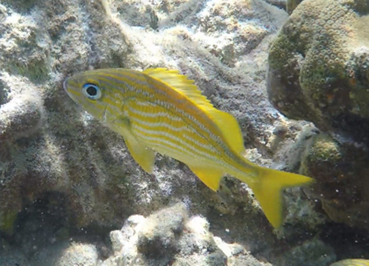 Grunts – French grunt – Sea Stuff