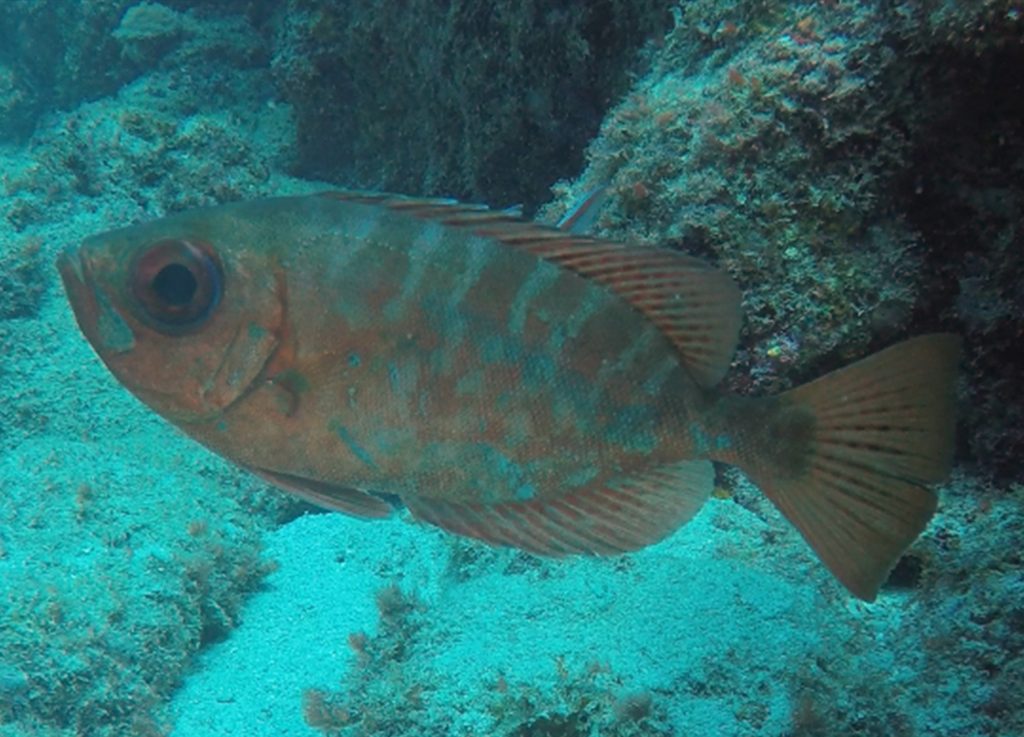 Snappers – Glasseye snapper – Sea Stuff