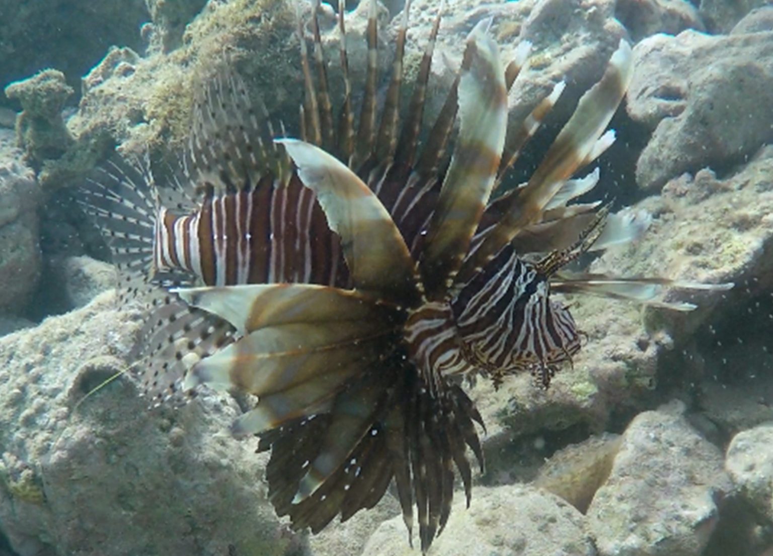 Lionfish – Sea Stuff