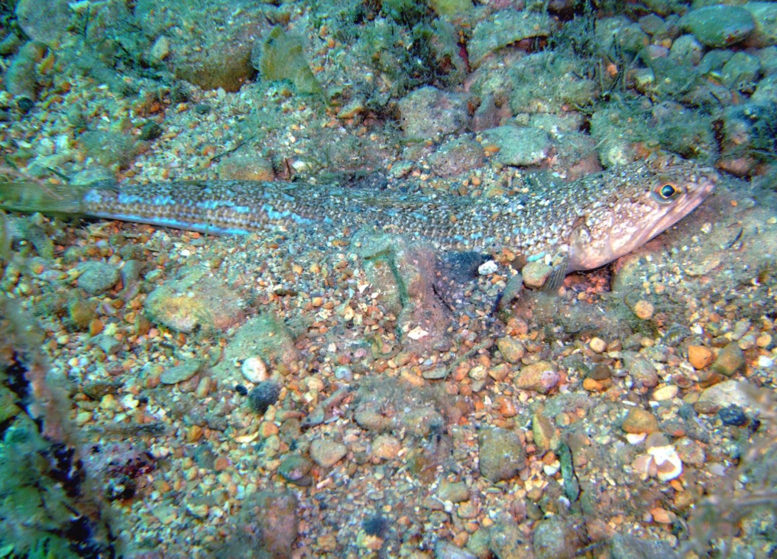 Lizardfish (Gozo & Malta) – Sea Stuff