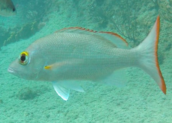 Snappers – Mahogany snapper – Sea Stuff