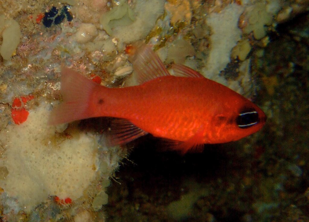 Cardinalfish – Mediterranean cardinalfish – Sea Stuff
