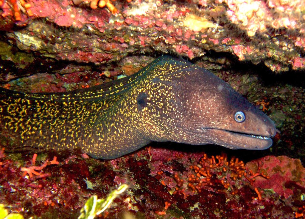 Eels – Mediterranean moray – Sea Stuff