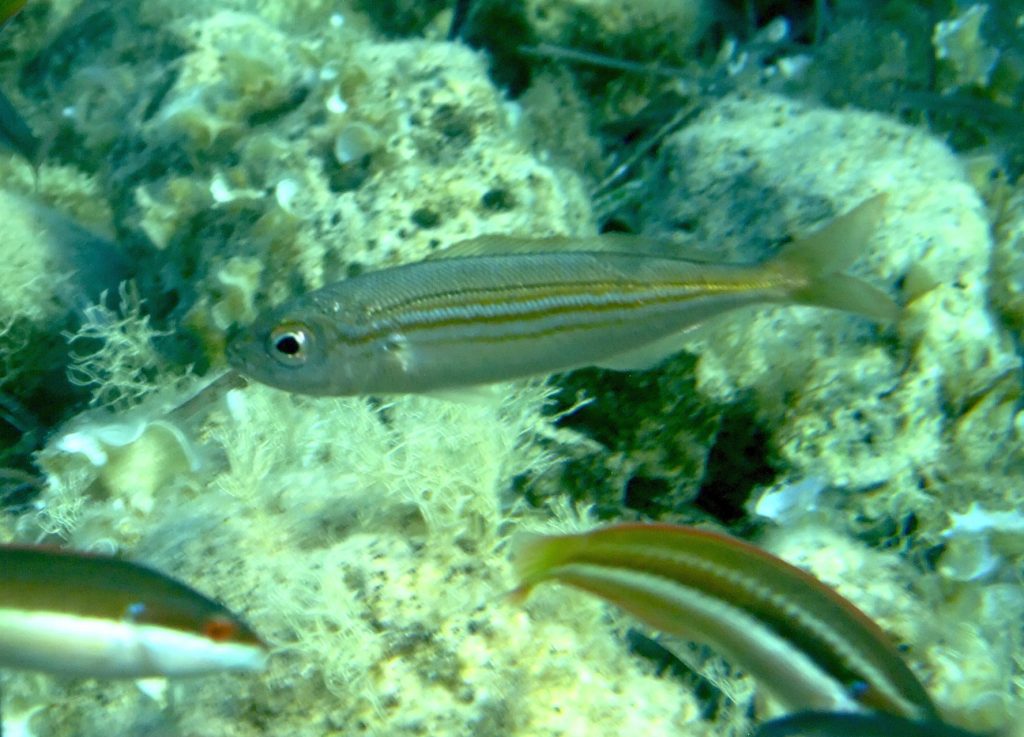 Silversides – Mediterranean sand smelt – Sea Stuff