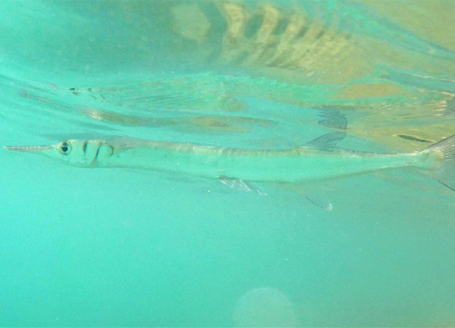 Needlefish (Antigua) – Sea Stuff