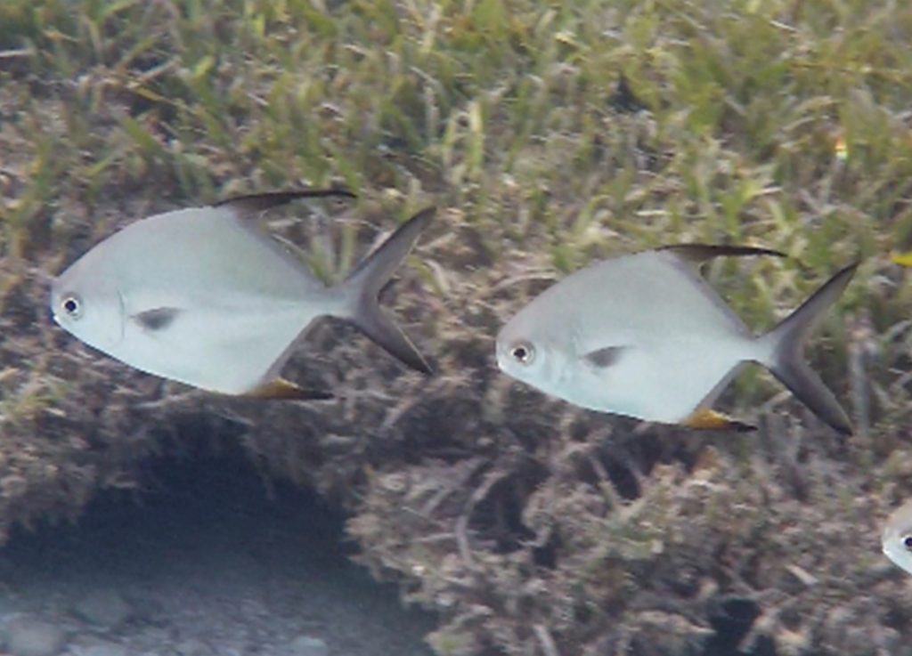 Permits & Pompano – Permit (Antigua) – Sea Stuff