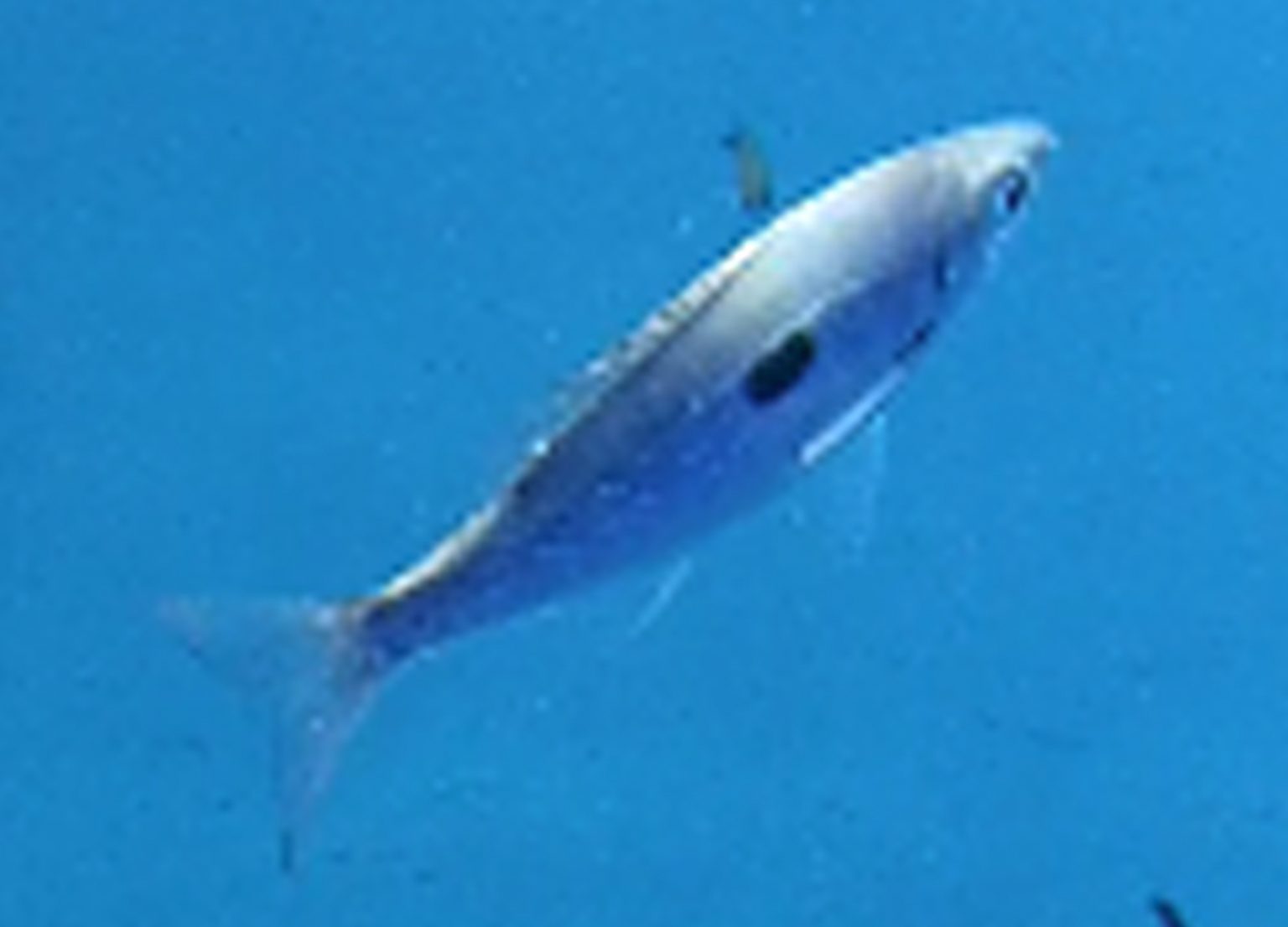 Picarel – Sea Stuff