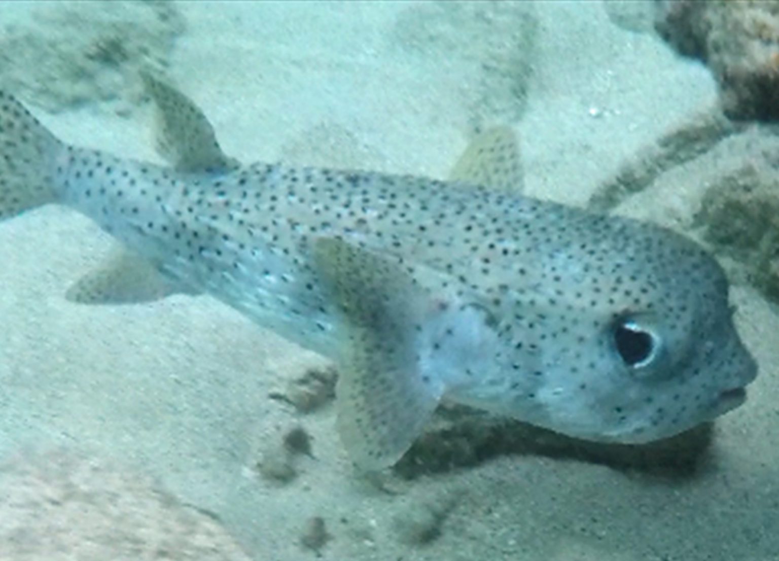 Porcupine fish – Sea Stuff