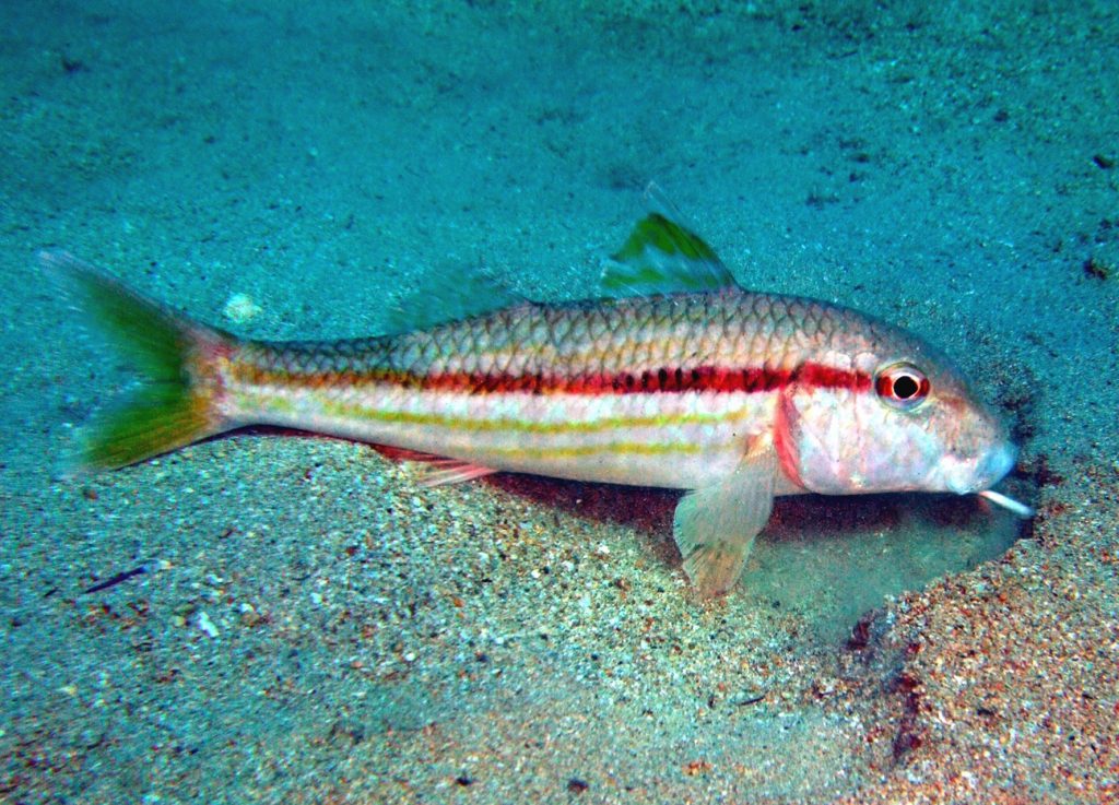 Mullet – Red mullet – Sea Stuff