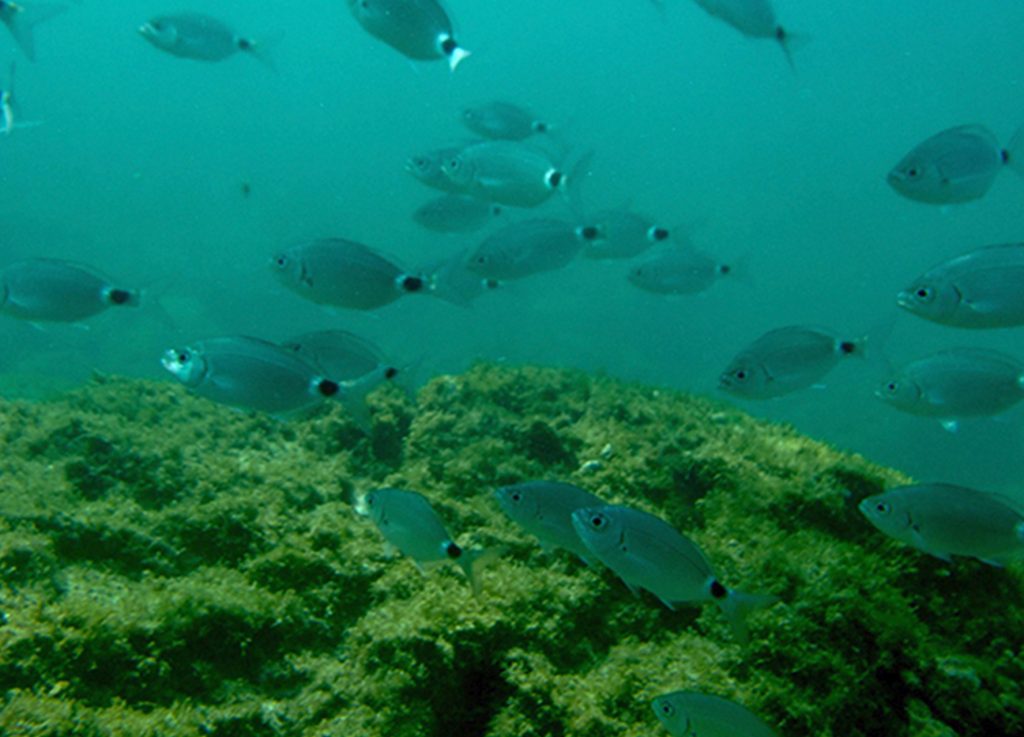 Bream – Saddled bream – Sea Stuff