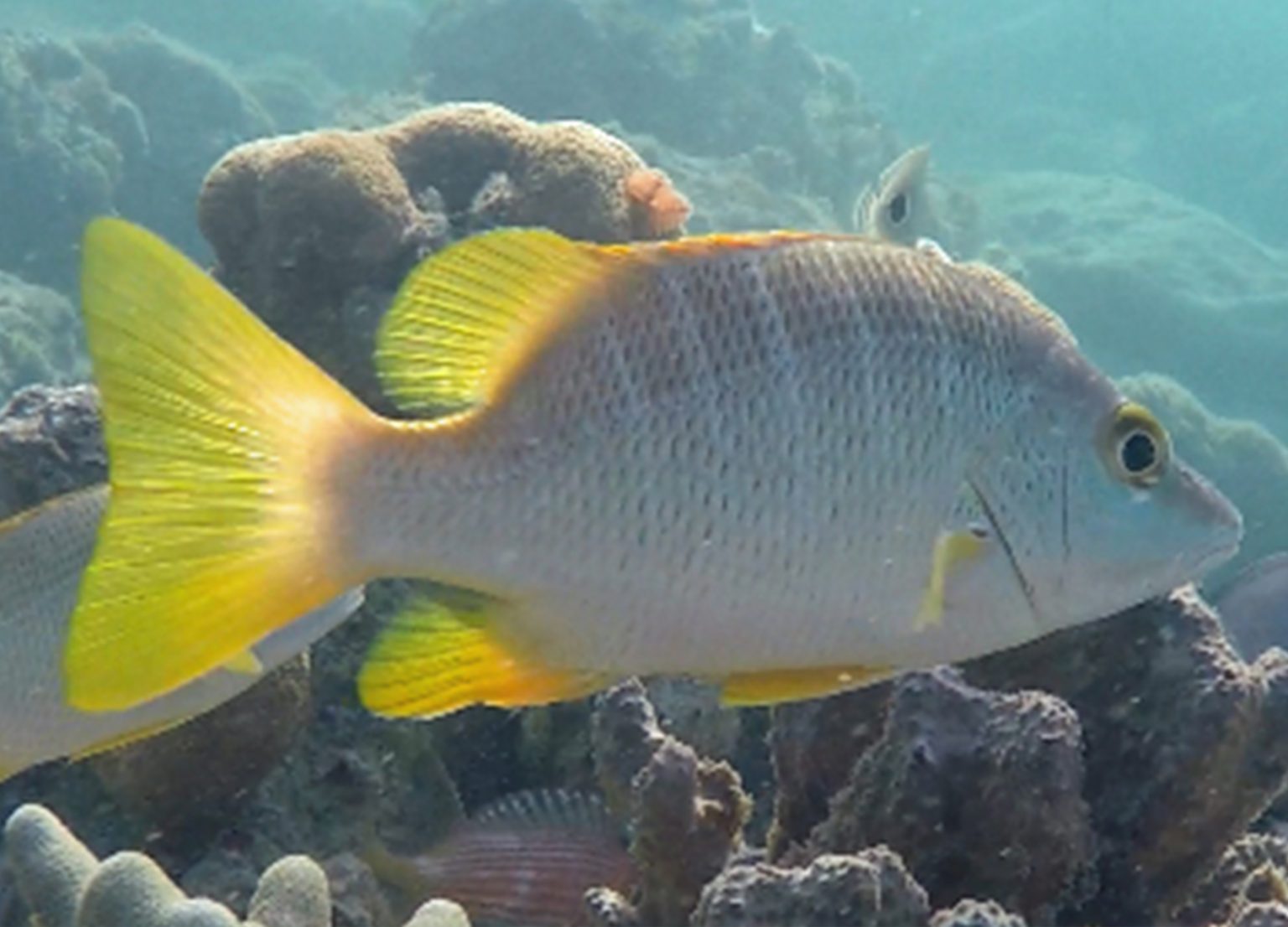 Snappers – Schoolmaster snapper – Sea Stuff