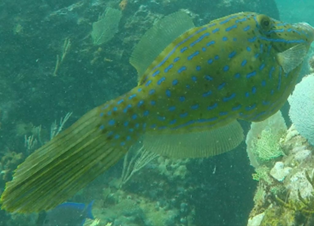 Filefish – Scrawled filefish – Sea Stuff