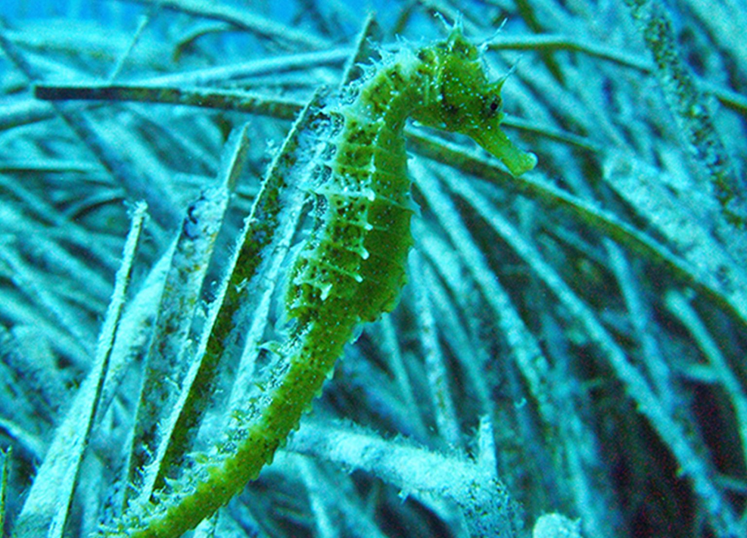 Seahorse – Sea Stuff