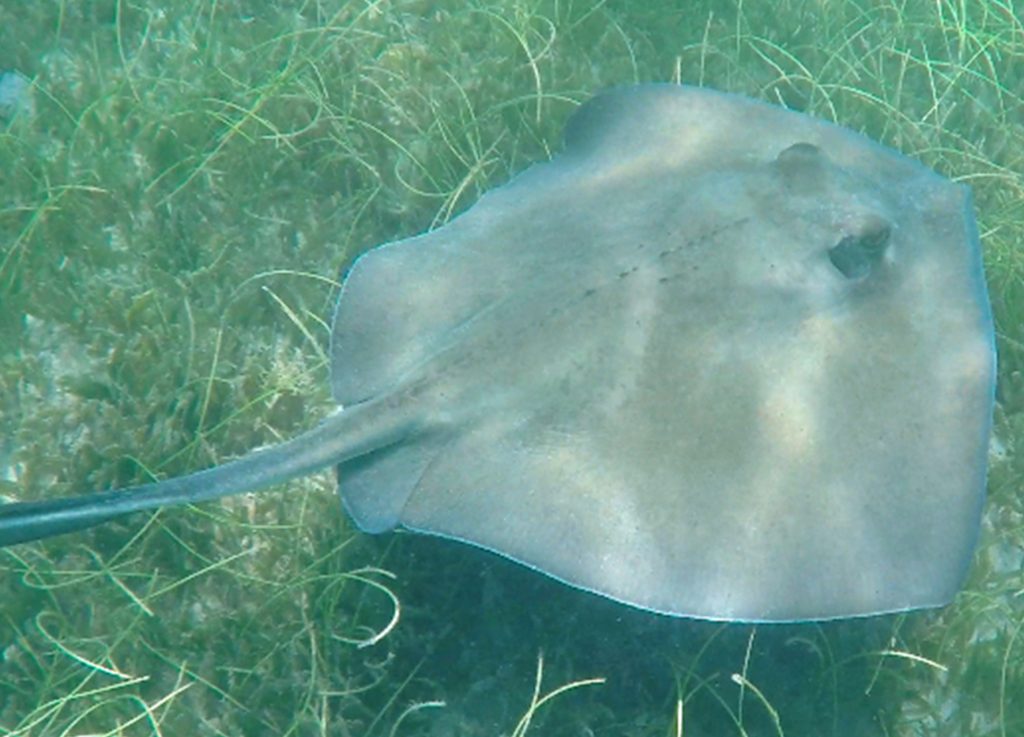 Rays – Southern stingray (Antigua) – Sea Stuff