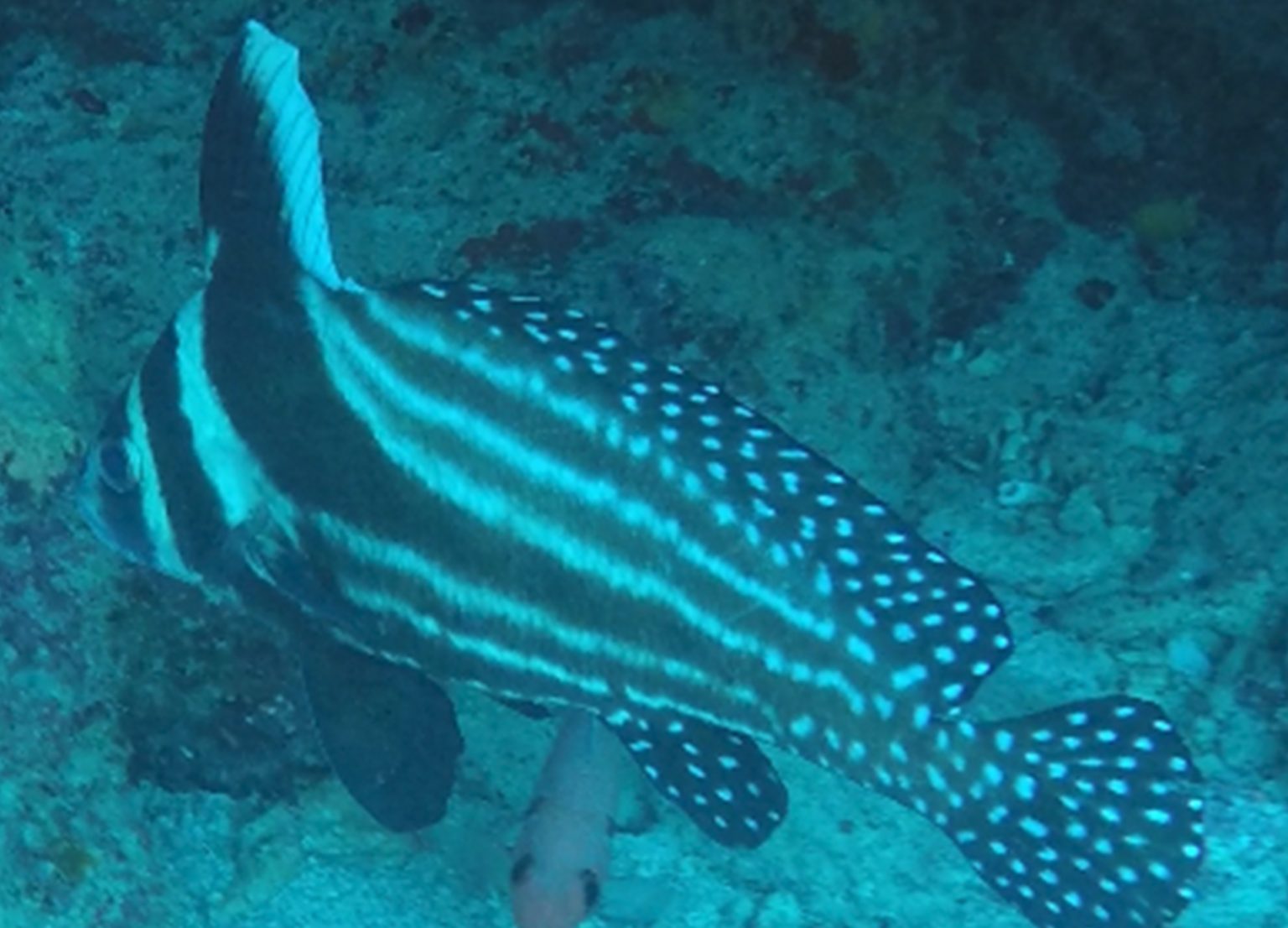 Spotted drum – Sea Stuff