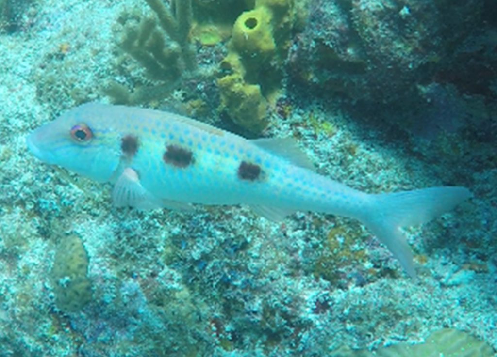 Goatfish – Spotted goat fish – Sea Stuff