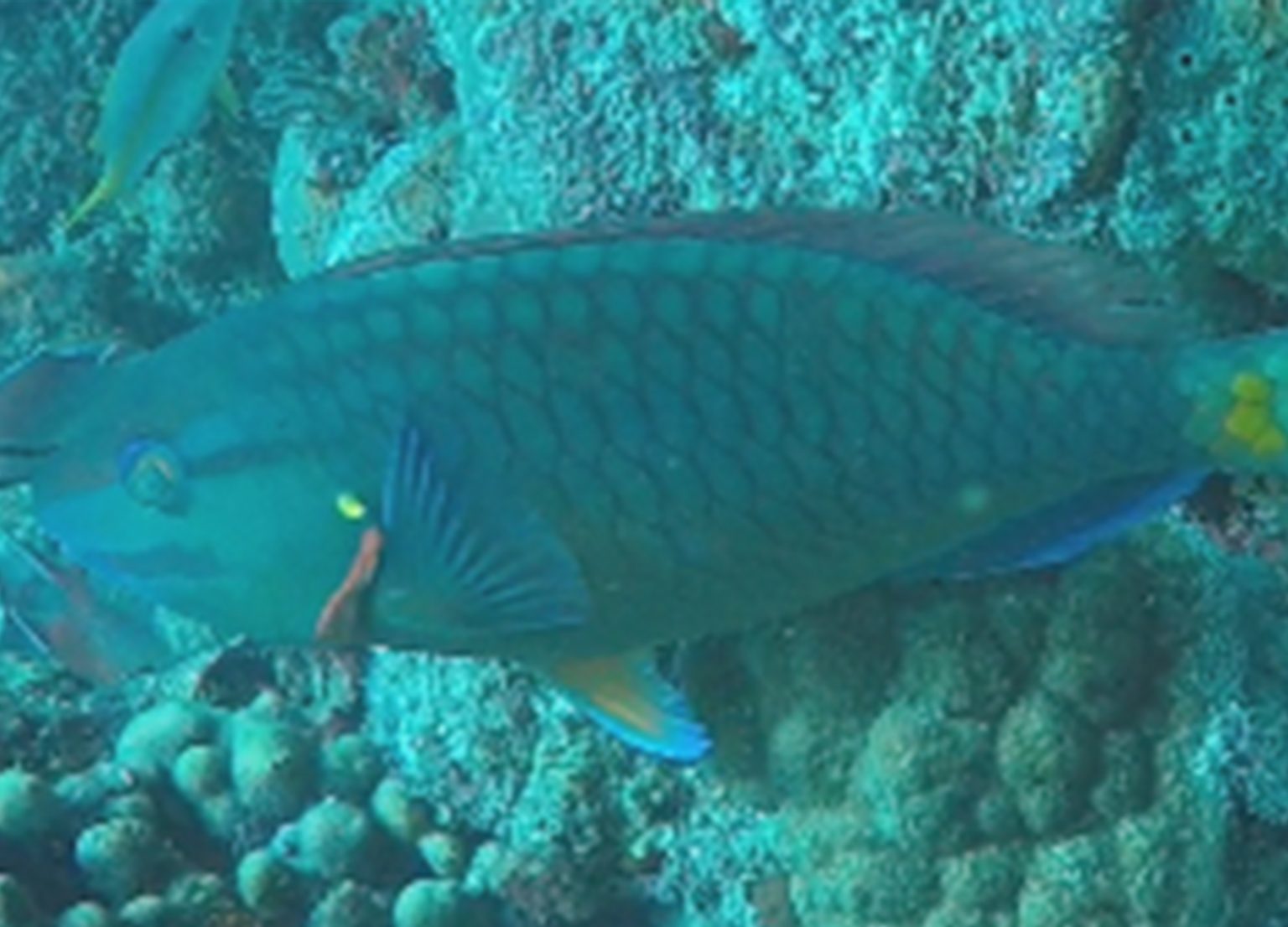 Parrotfish – Stoplight parrotfish – Sea Stuff