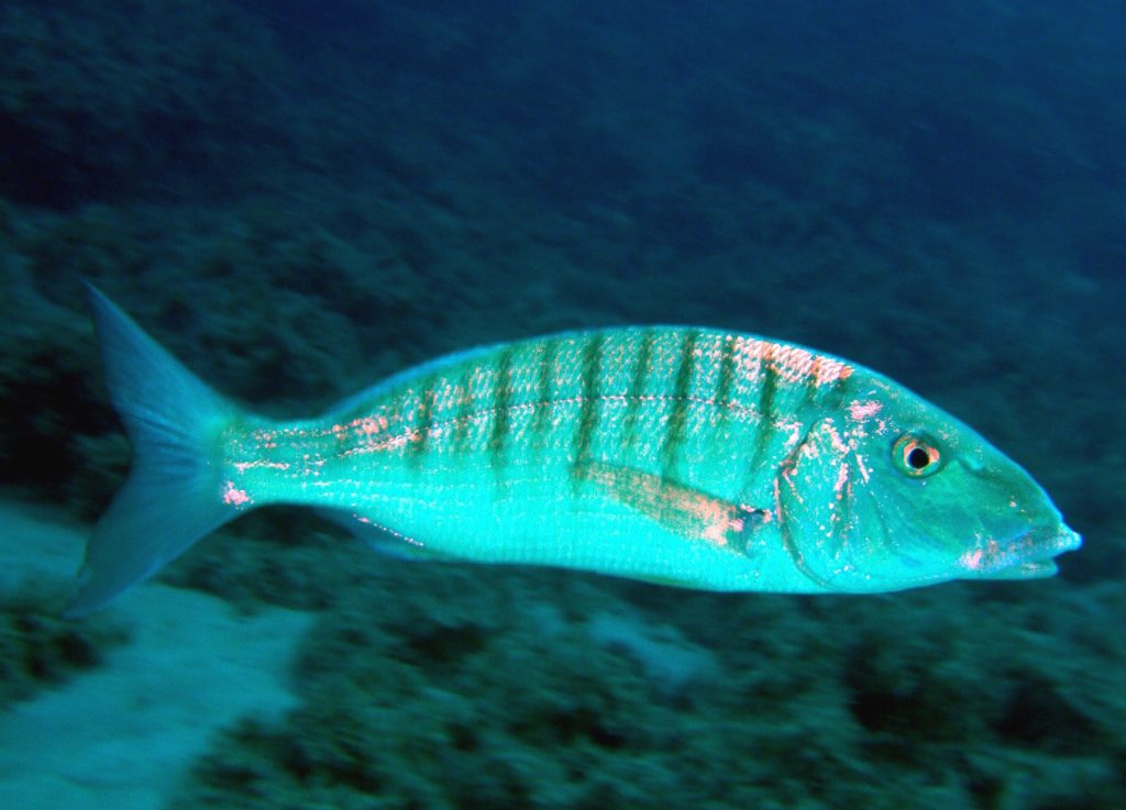 Bream – Striped bream – Sea Stuff