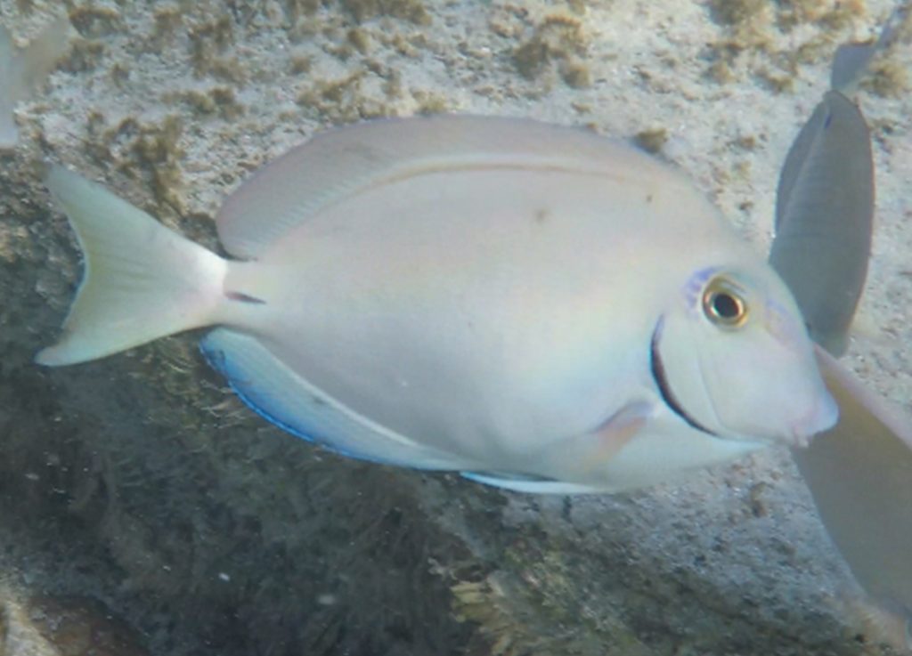 Surgeonfish – Sea Stuff