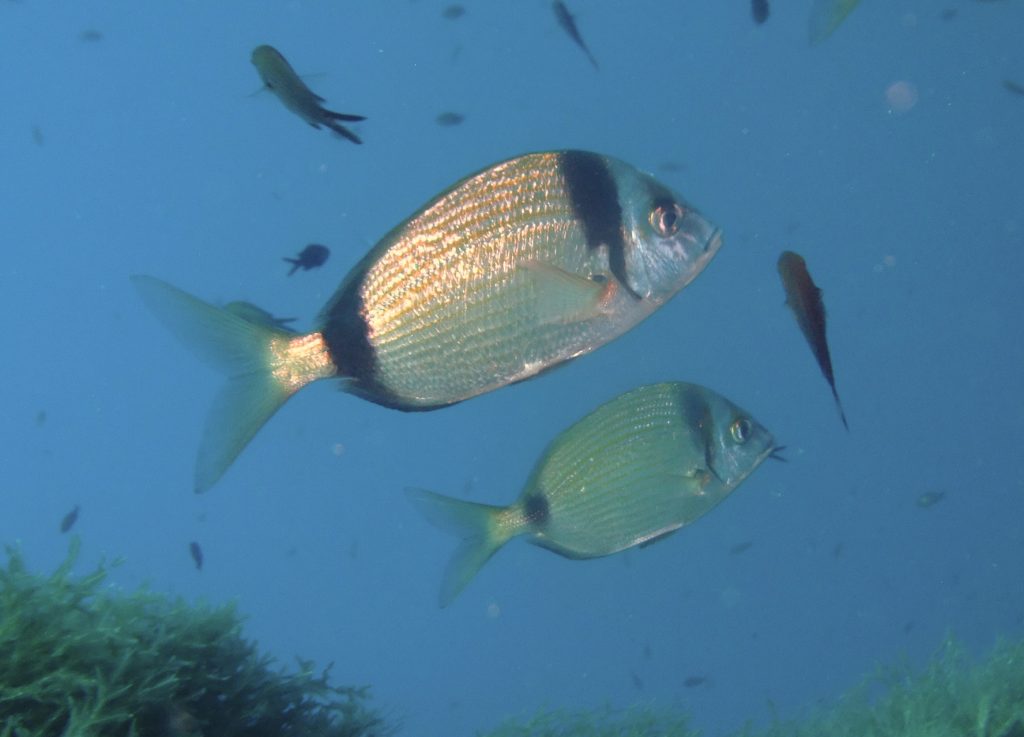 Bream – Two banded bream – Sea Stuff