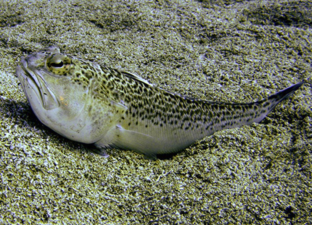 Weever fish – Sea Stuff