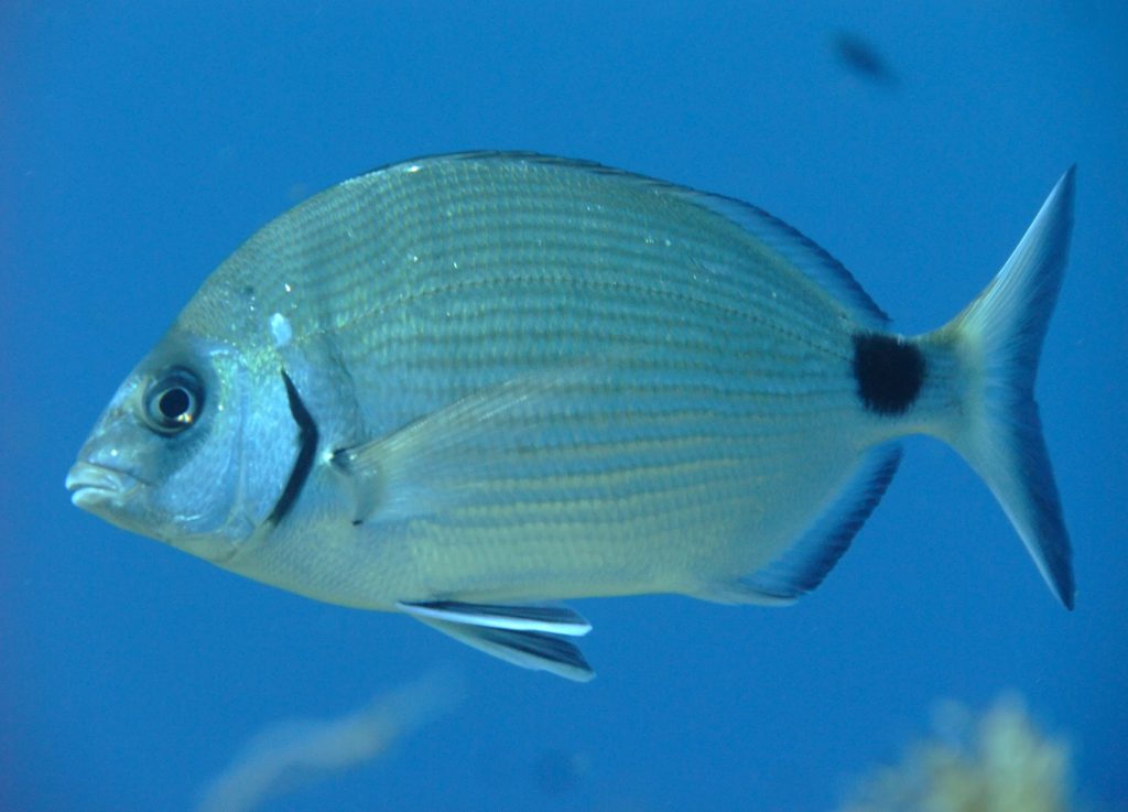 Bream – White bream – Sea Stuff