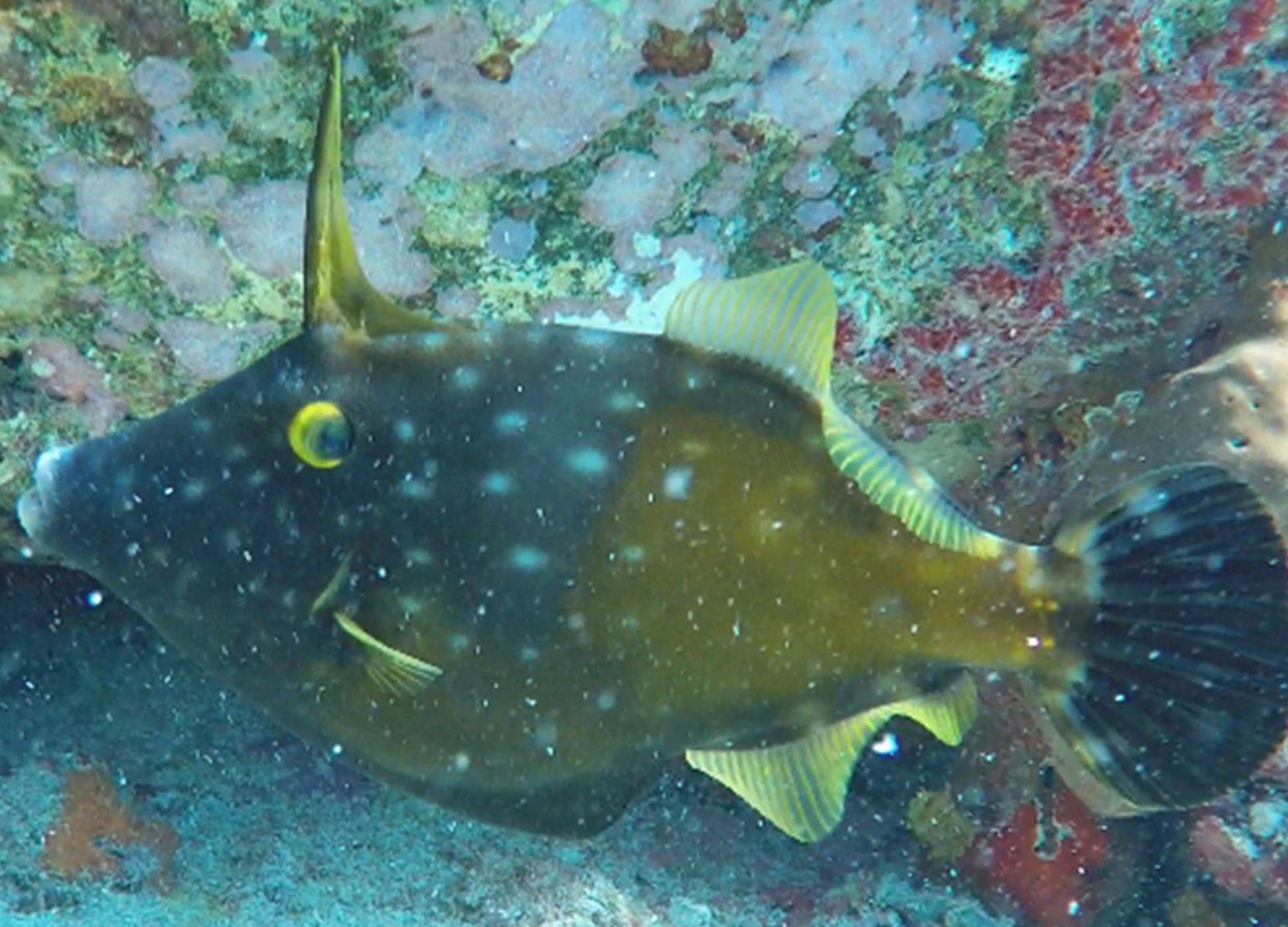 Filefish – White spotted filefish – Sea Stuff