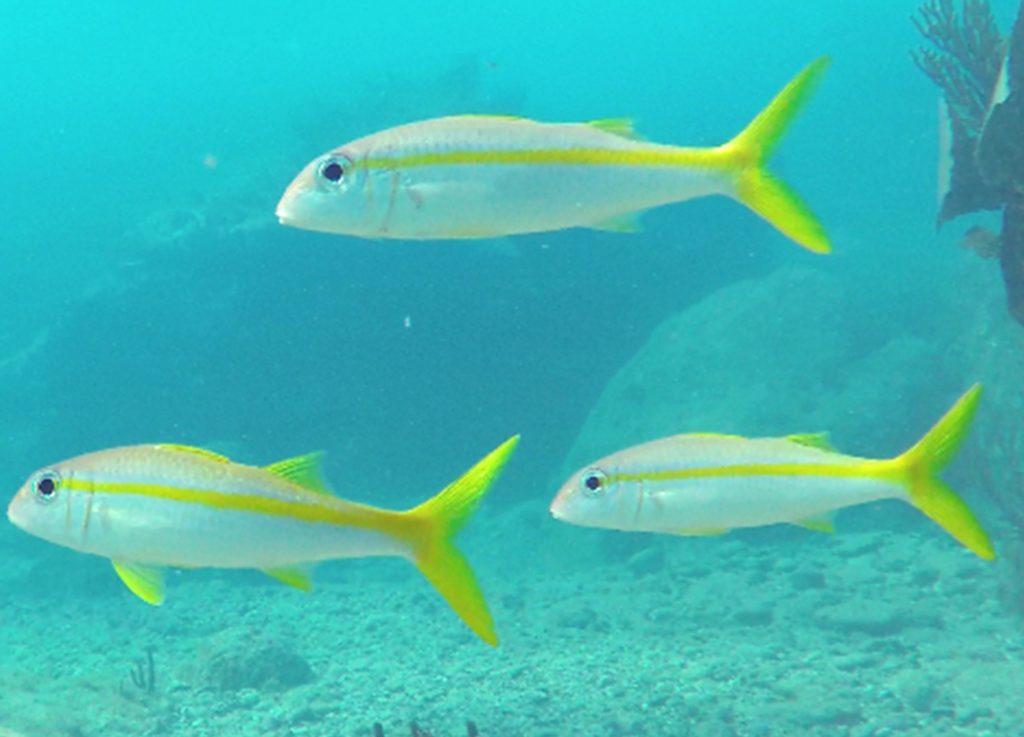 Goatfish – Yellow goatfish – Sea Stuff