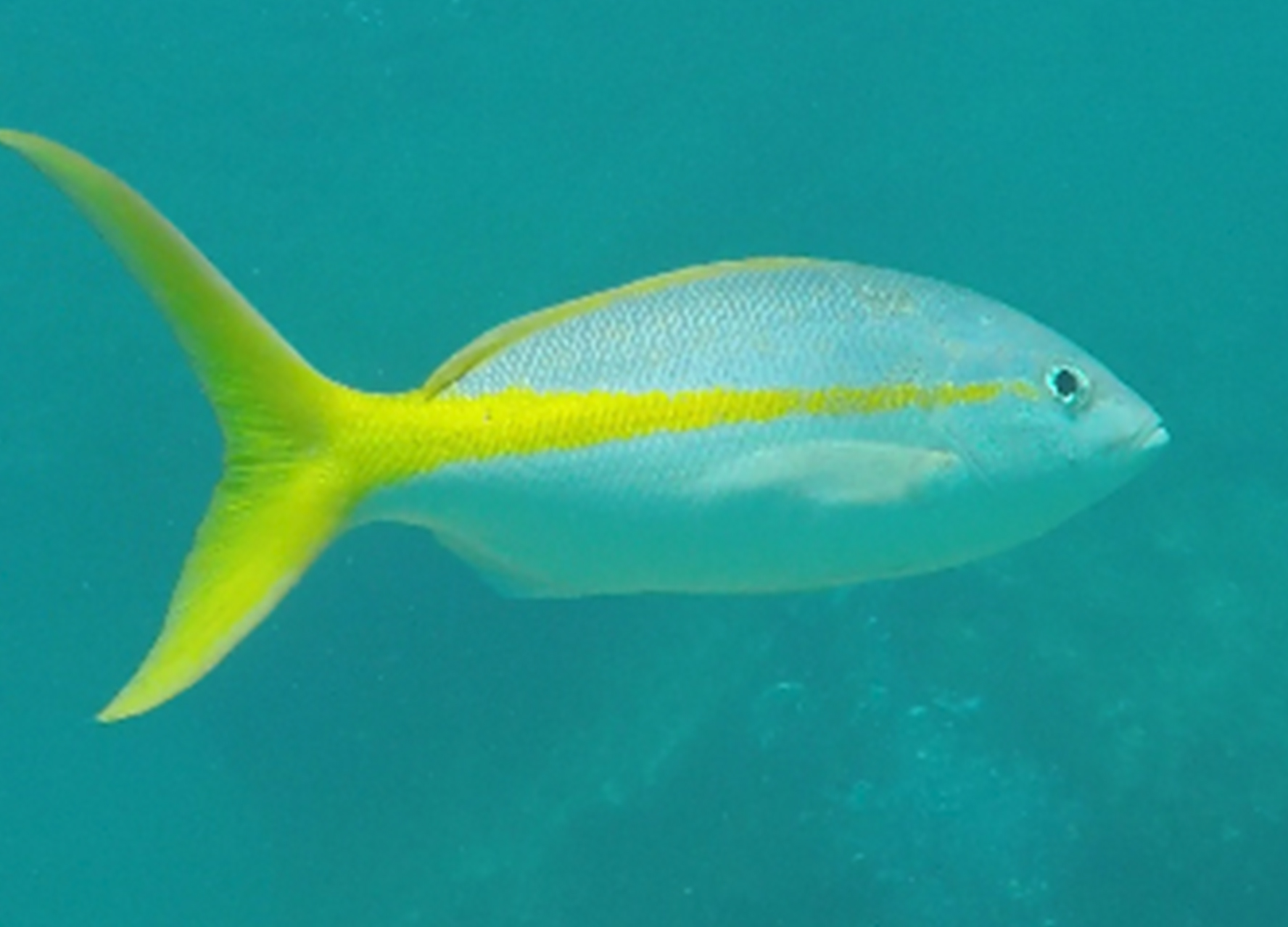 Snappers – Yellow tail snapper – Sea Stuff